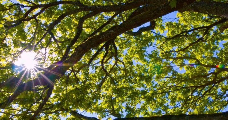 The Science Behind Why We See Color - How Does it Work? - Jump Story